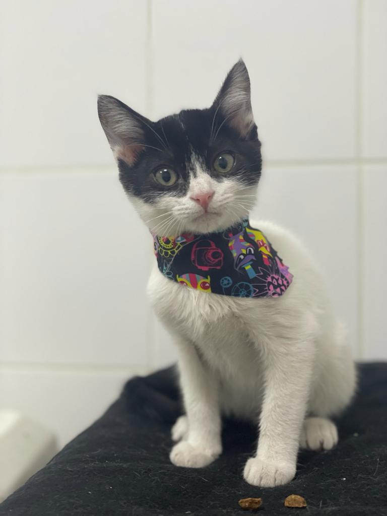 ¡Conocé nuestro plan de adopciones de mascotas! | Puppis